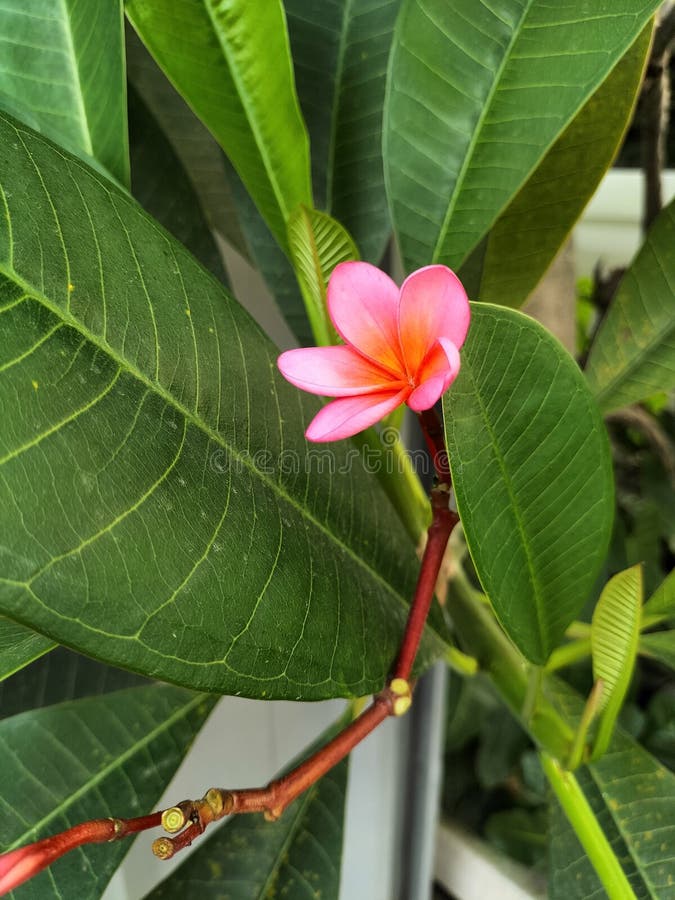 Kamboja stock image. Image of nature, blossom, shrub - 267027501