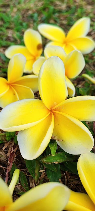 Kamboja stock image. Image of yellow, blossom, kamboja - 267626613