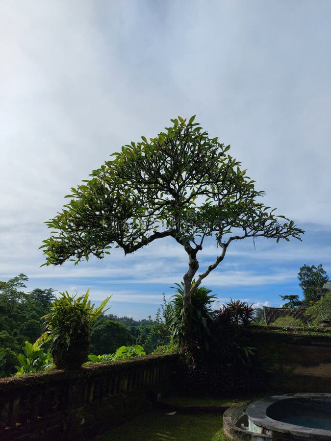 Kamboja tree stock photo. Image of tree, kamboja, trees - 267049600