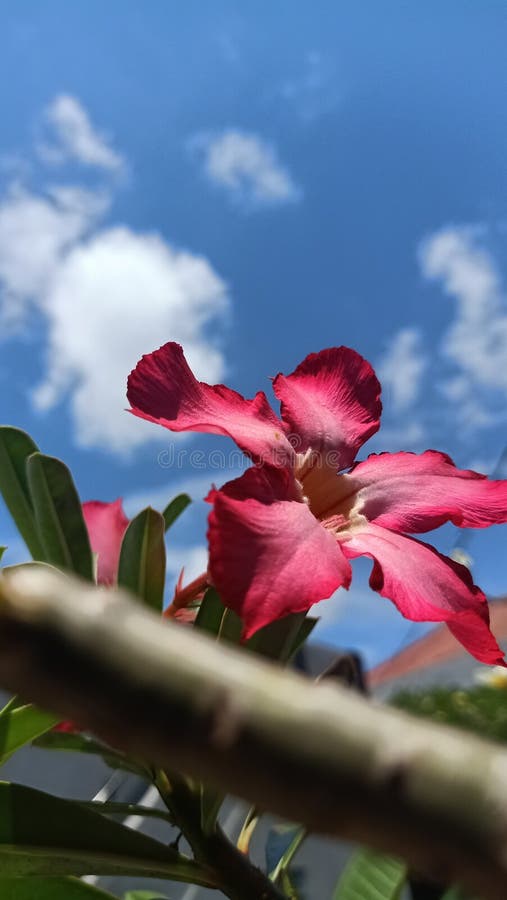 Kamboja Tree Shot from High Angleview Stock Photo - Image of high ...