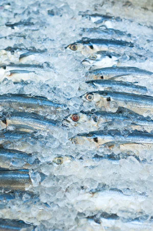 Faughni Mackerel Kambong stock photo. Image of food, mackerel - 20866744