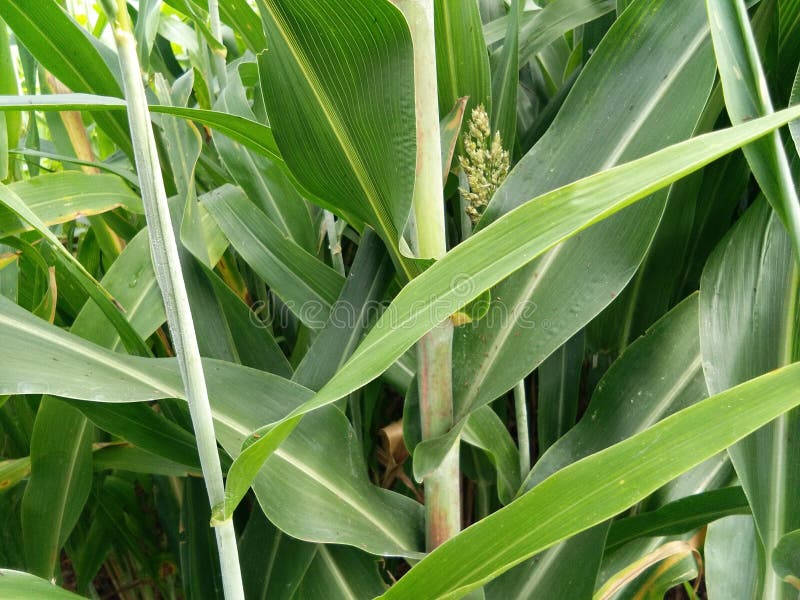 Kambu Stock Photos - Free & Royalty-Free Stock Photos from Dreamstime