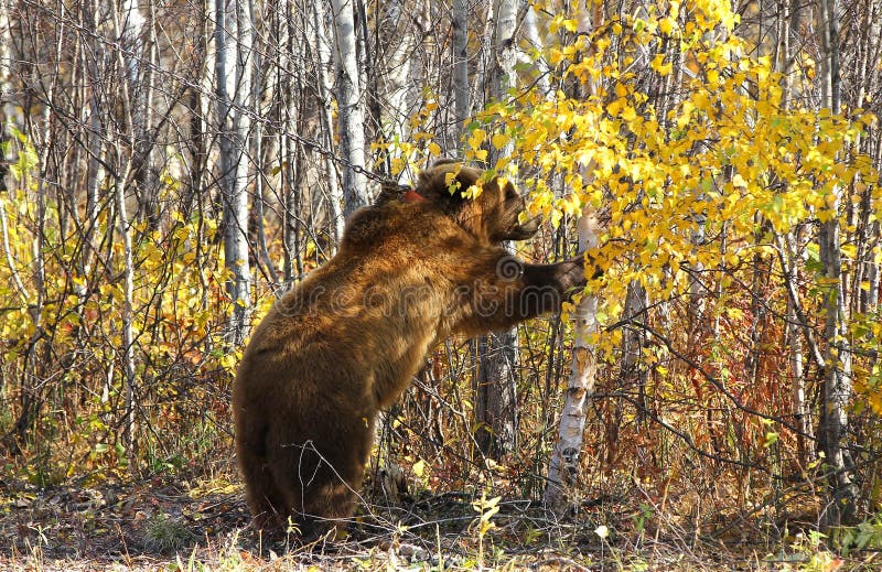 Kamchatka Brown Bear on a Chain in the Forest Stock Image - Image of ...
