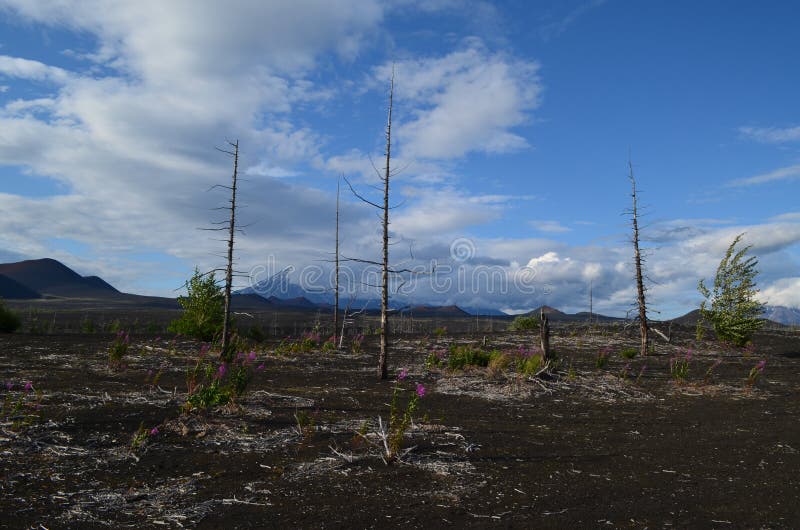 Kamchatka, dead forest. stock image. Image of volcano - 233711495