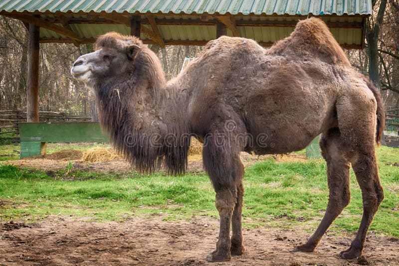 Kameel redactionele stock afbeelding. Image of droevig - 102634154