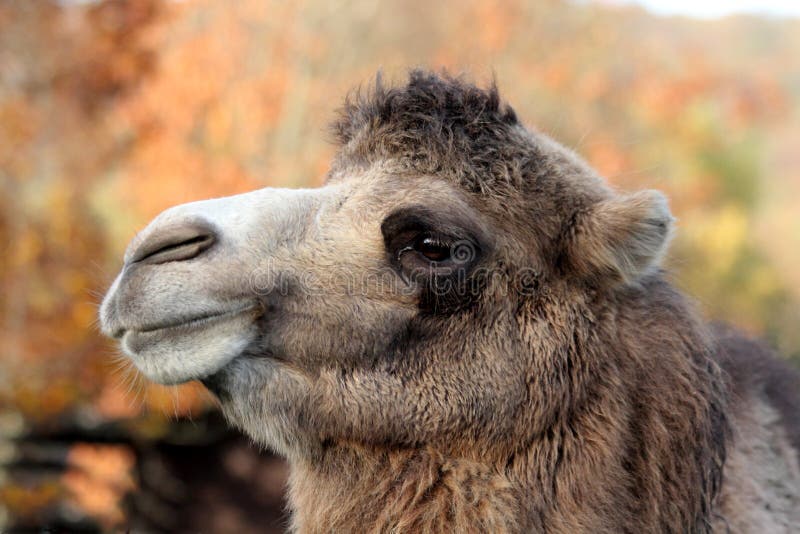 Kameel stock afbeelding. Image of portret, leefgebied - 106405195