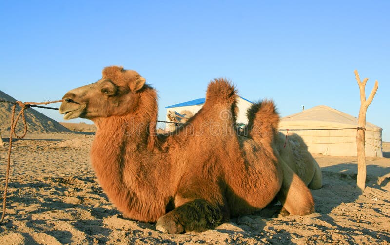 Kameel stock foto. Image of kameel, dier, woestijnen - 12888926