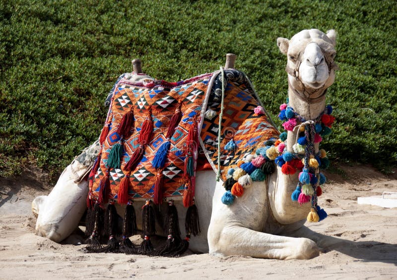 Kameel stock foto. Image of arabisch, egyptisch, dier - 13187260