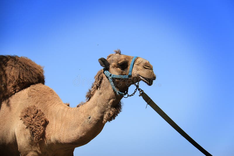 Kameel stock afbeelding. Image of arabisch, toerisme - 134200435