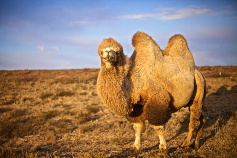 Kameel stock foto. Image of status, kameel, sinkiang - 46726948