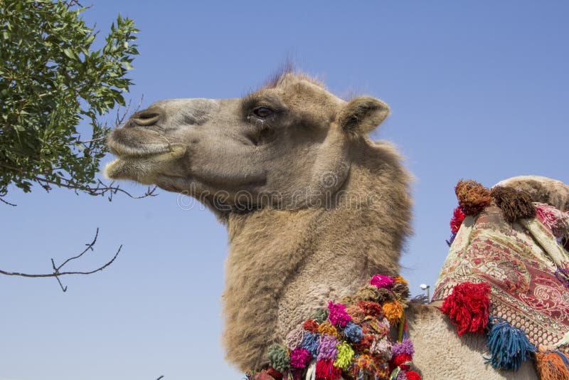 Kameel stock foto. Image of kind, bruin, vervagen, afrikaans - 49907162