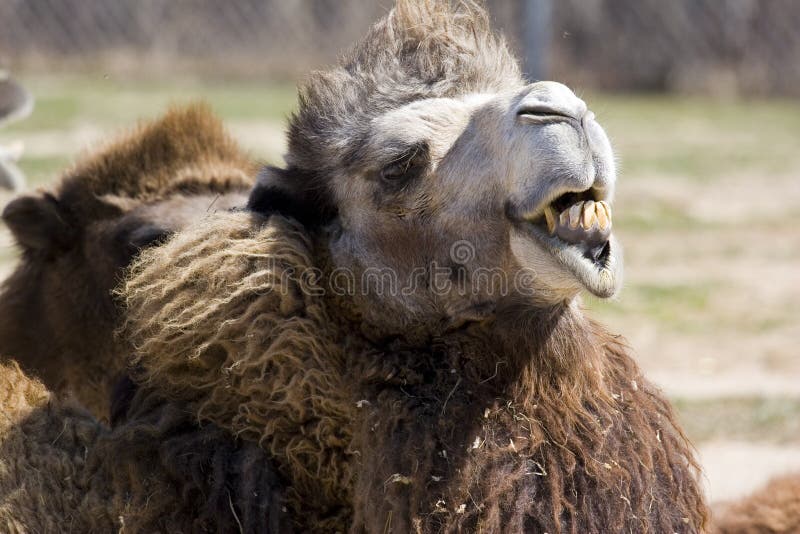 De lippen van de kameel stock foto. Afbeelding bestaande uit weerstand ...