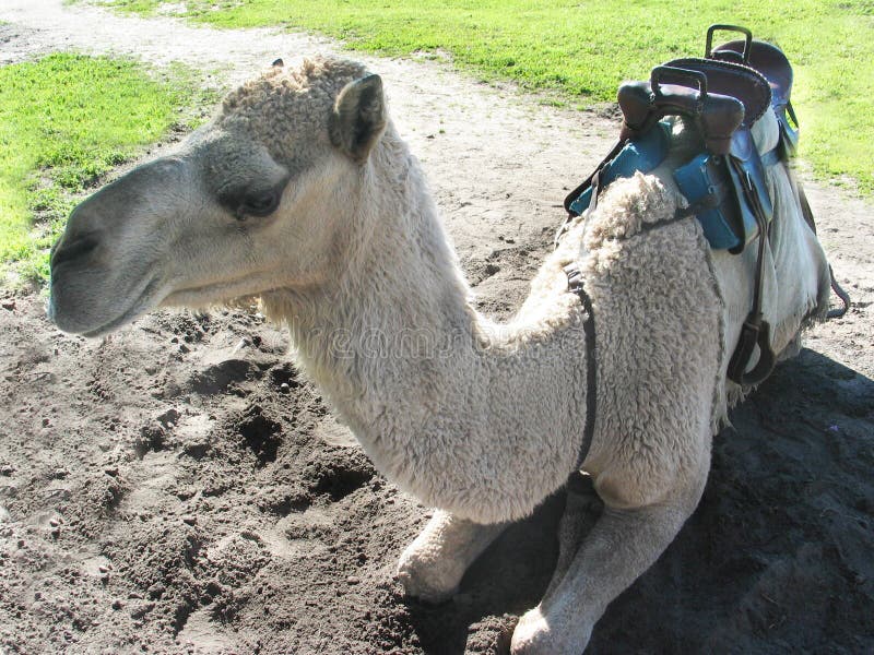 Kameel stock foto. Image of zadel, kniel, egypte, dierentuin - 87424