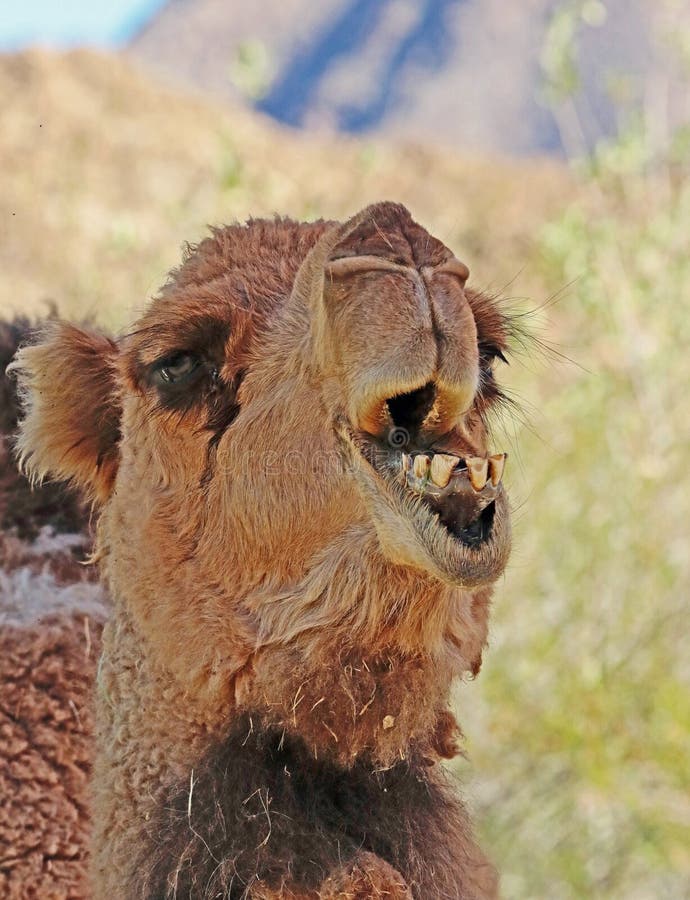 Lelijke Kameel stock afbeelding. Afbeelding bestaande uit lelijk - 4951761