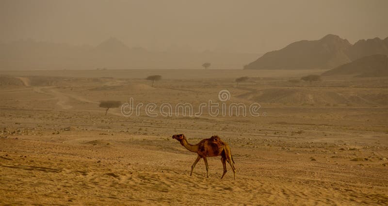 Kameel in Arabische Woestijn Stock Foto - Image of enkelvoudig, kameel ...