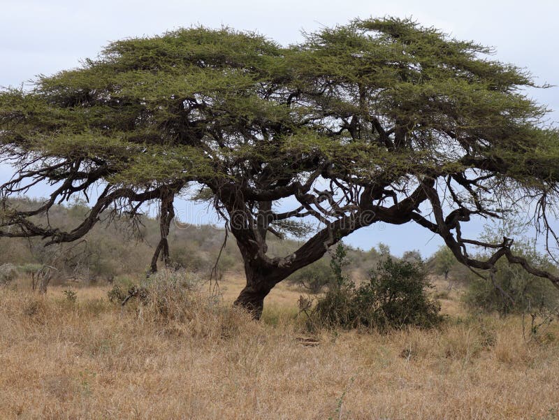 Kameeldoring Boom Photos - Free & Royalty-Free Stock Photos from Dreamstime