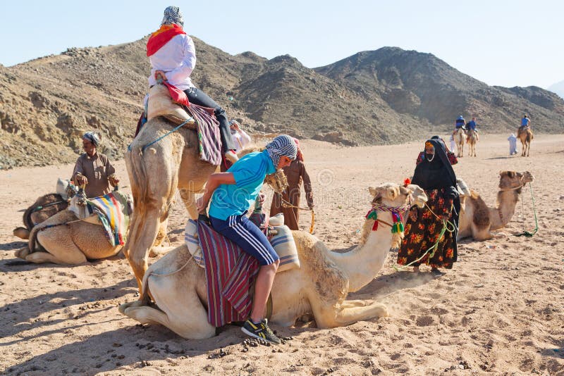 Bedouin Mensen Die Met Kamelen Op Woestijn in Egypte Rusten ...