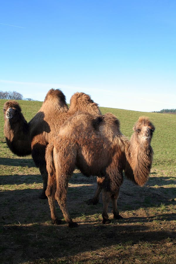 Kamel fotografering för bildbyråer. Bild av kamel, dromedar - 2082977