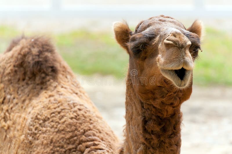 Kamel fotografering för bildbyråer. Bild av damm, kamel - 26339189