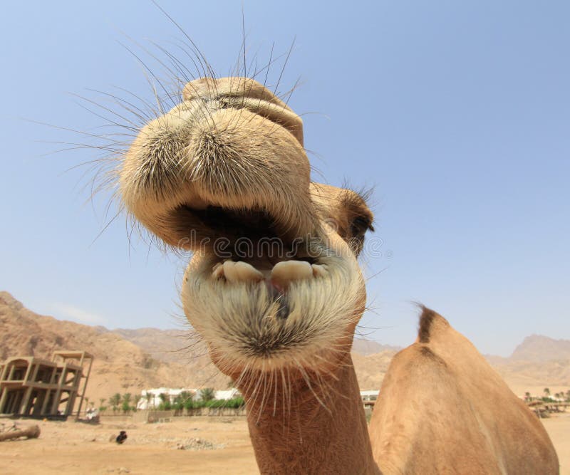 Kamelzunge stockbild. Bild von baum, bewegen, bewegung - 5037747