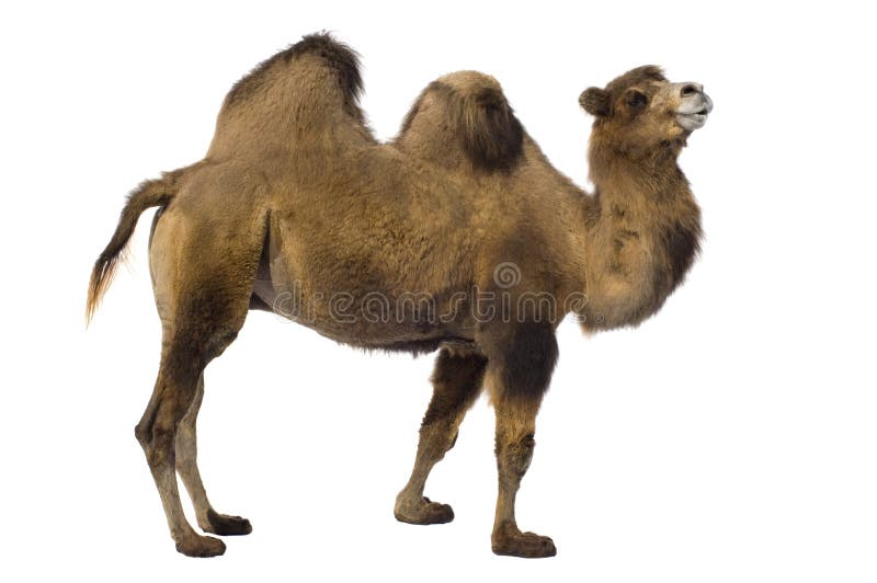 Kamel stockfoto. Bild von tier, dromedar, profil, braun - 4247930