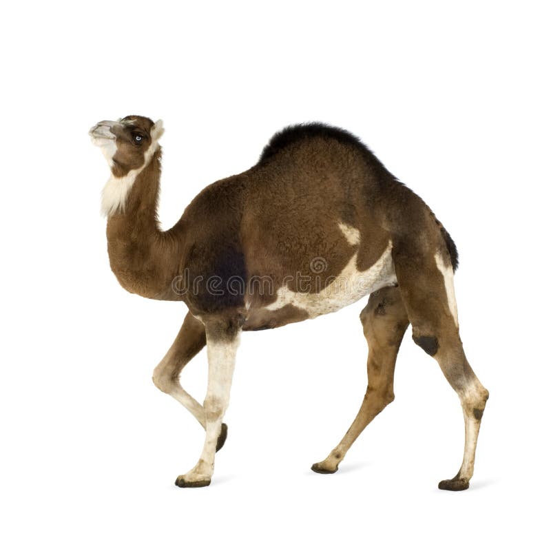 Kamel stockfoto. Bild von tier, dromedar, profil, braun - 4247930