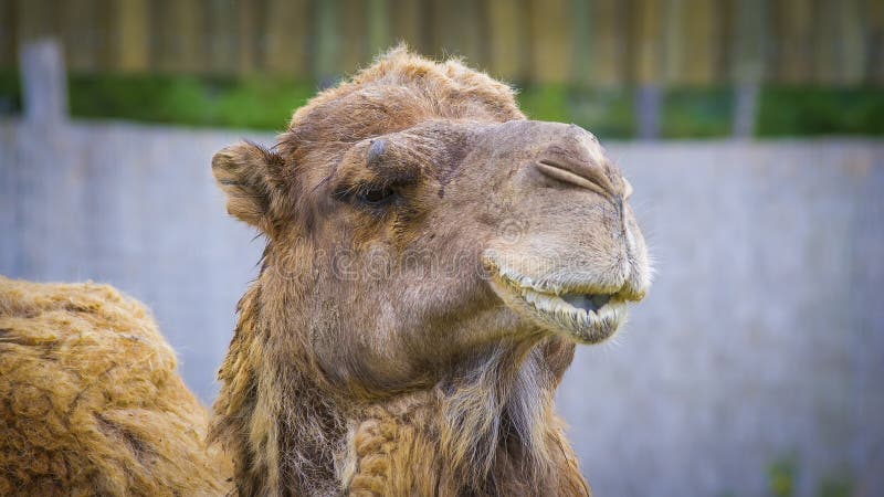 Kamel fotografering för bildbyråer. Bild av vild, transport - 42750803
