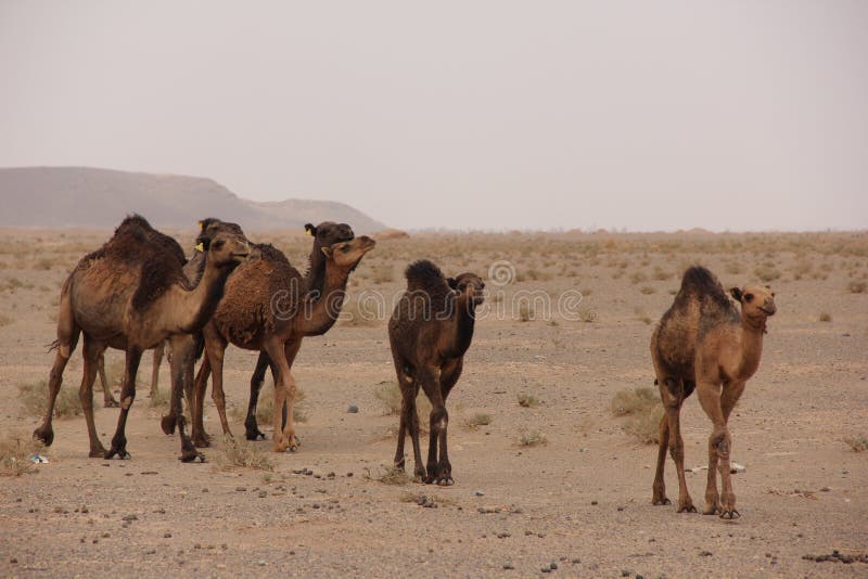 Kamel fotografering för bildbyråer. Bild av norr, medf8ort - 79580713