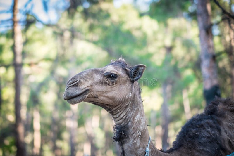 Kamel arkivfoto. Bild av närmare, leende, huvud, medf8ort - 84737172