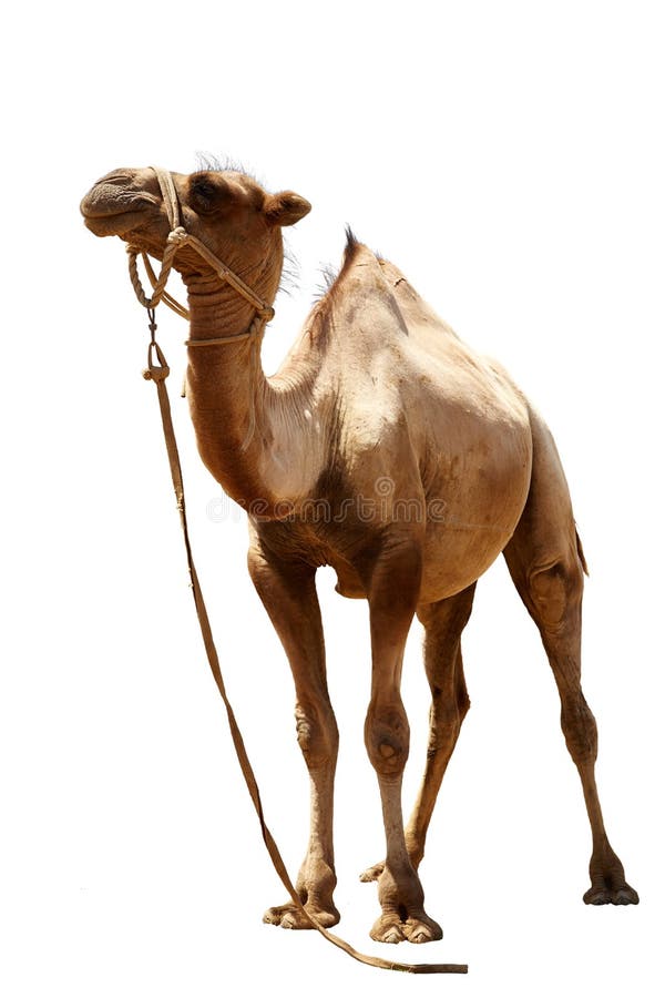 Kamel Auf Einem Weißen Hintergrund Stockbild - Bild von fauna, zaum ...