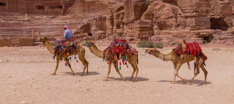 Kameler I Petra Jordan I Den Gamla Staden Nabatean Redaktionell ...