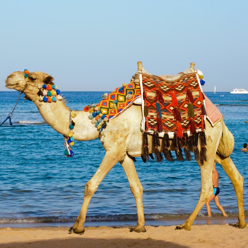 Kamel egypt fotografering för bildbyråer. Bild av egyptier - 67492853