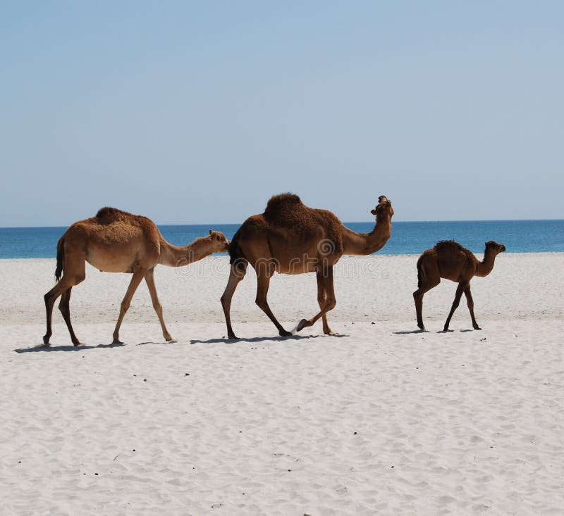 Kamele, Die Auf Den Strand Gehen Stockbild - Bild von essen, afrika ...