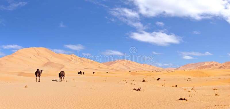 Kamelen in De Arabische Woestijn Stock Foto - Image of kamelen, marokko ...