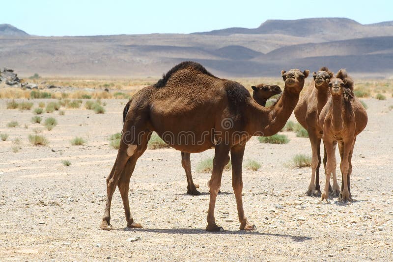 Kamelen in De Sahara in Marokko Stock Foto - Image of kameel, safari ...