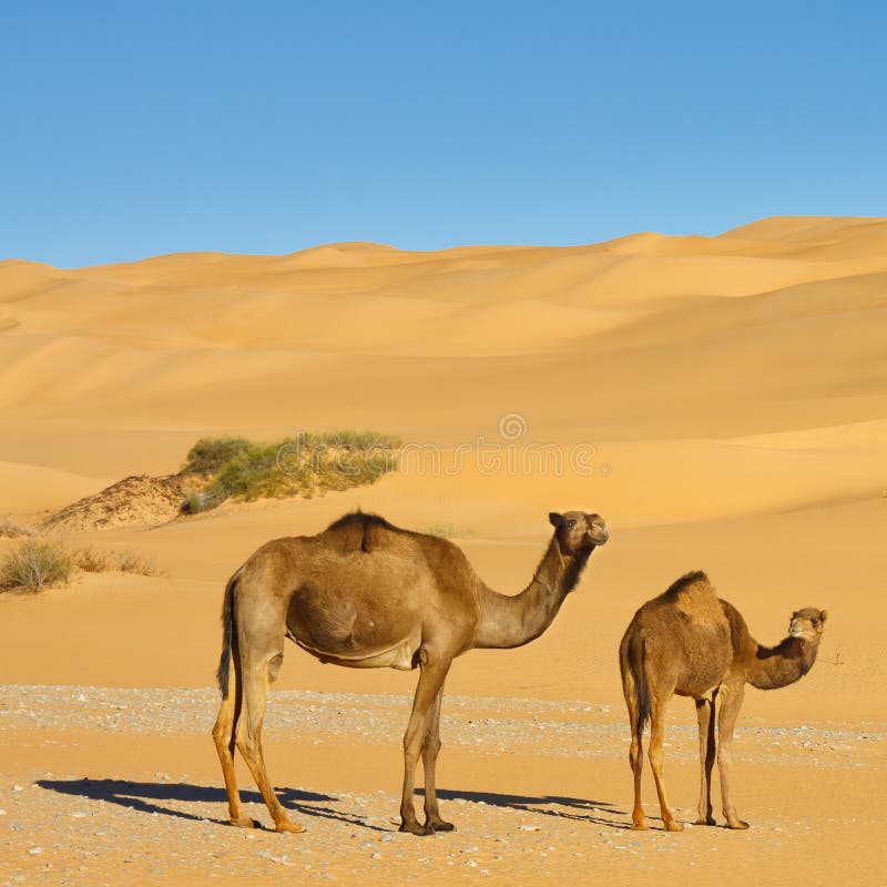 Kamelen in De Woestijn - Awbari Zandzee, Sahara Stock Foto - Image of ...
