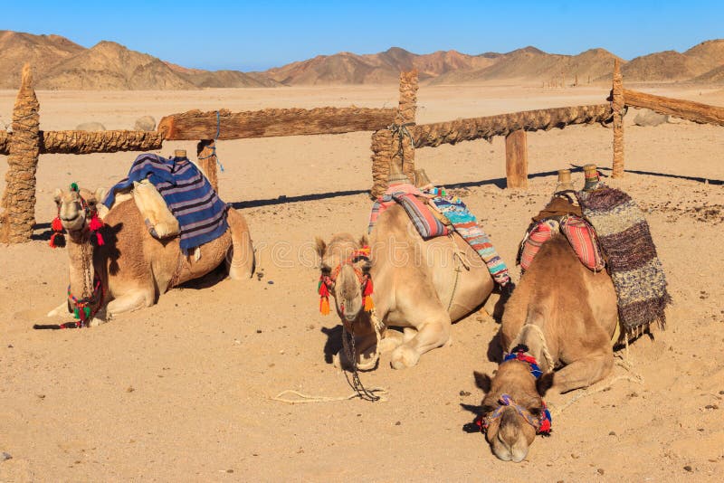 Kamelen Met Een Traditioneel Strooisel in De Arabische Woestijn ...