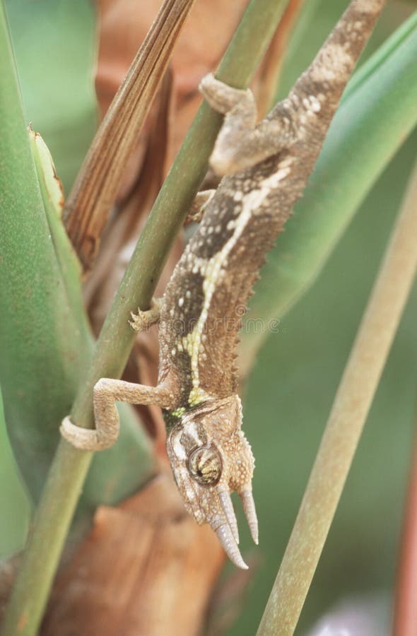 Kameleon stock foto. Image of onderaan, kameleon, drie, gehoornd - 75048