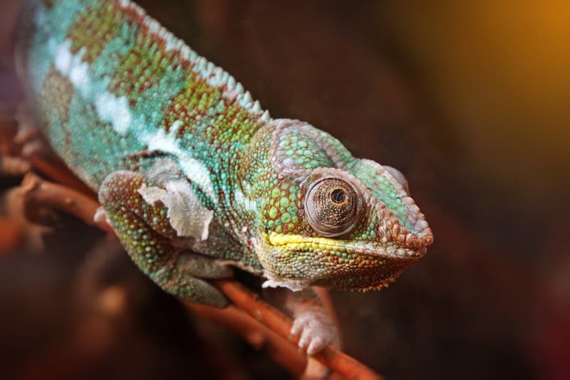 Kameleon Op Een Tak, Digitaal Fotobeeld Als Achtergrond Stock Foto ...