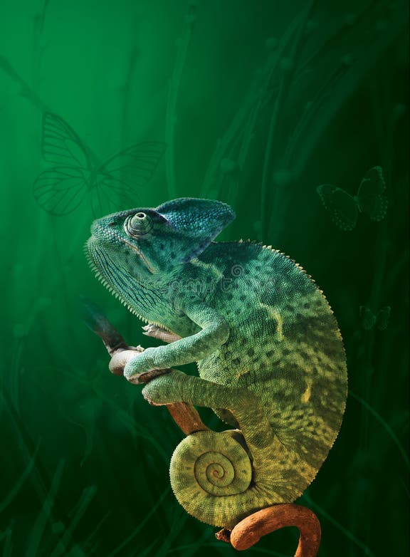 Kameleont fotografering för bildbyråer. Bild av grön - 11498981