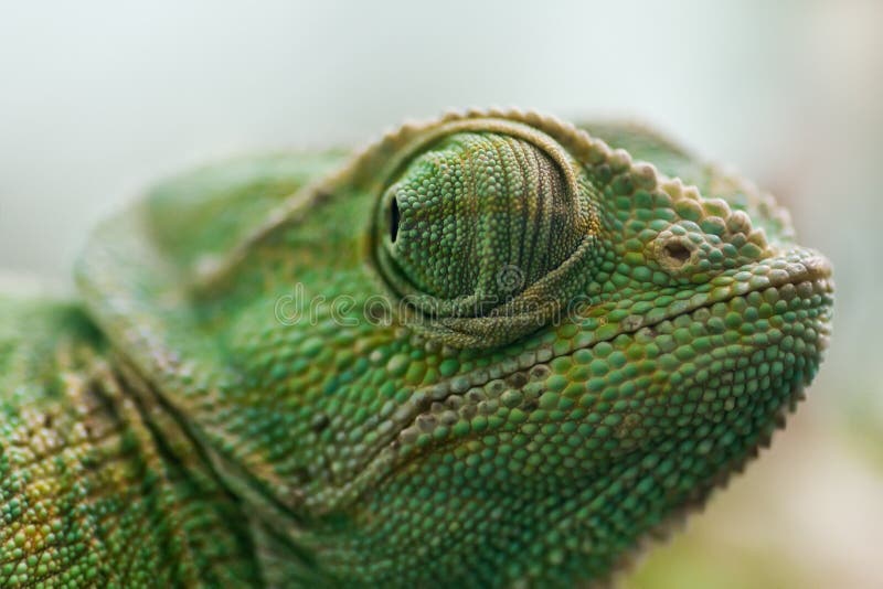4-Horn Kameleont - Trioceros Quadricornis Arkivfoto - Bild av kameleont ...