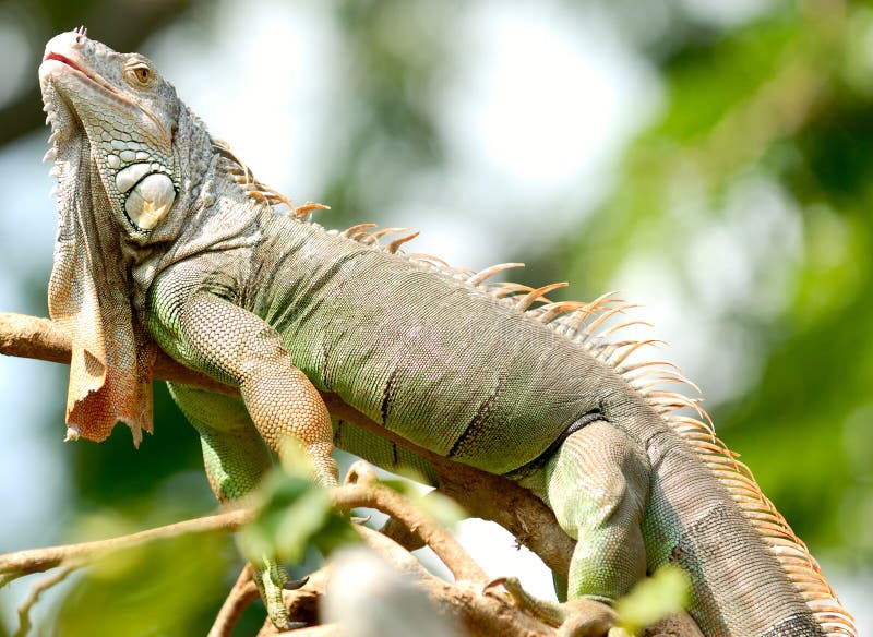 Kameleont yemen arkivfoto. Bild av jemen, ödla, detalj - 13527730