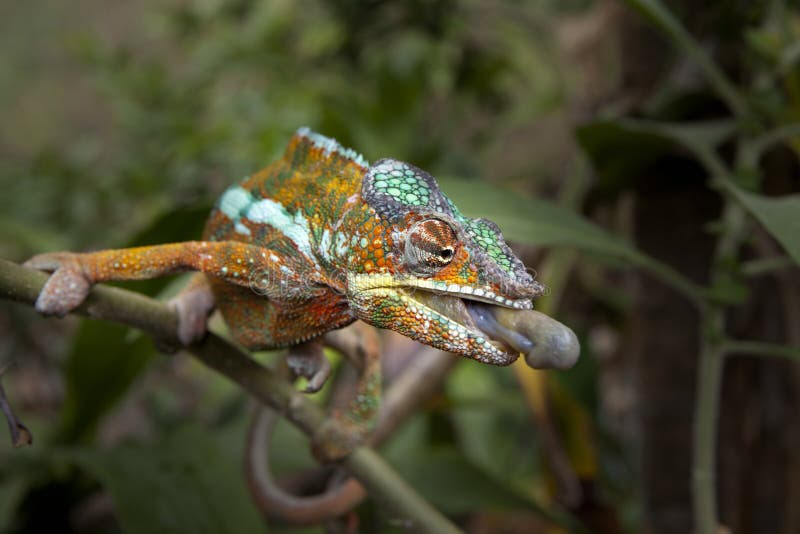 Kameleont arkivfoto. Bild av angus, kamouflage, kameleont - 11196630
