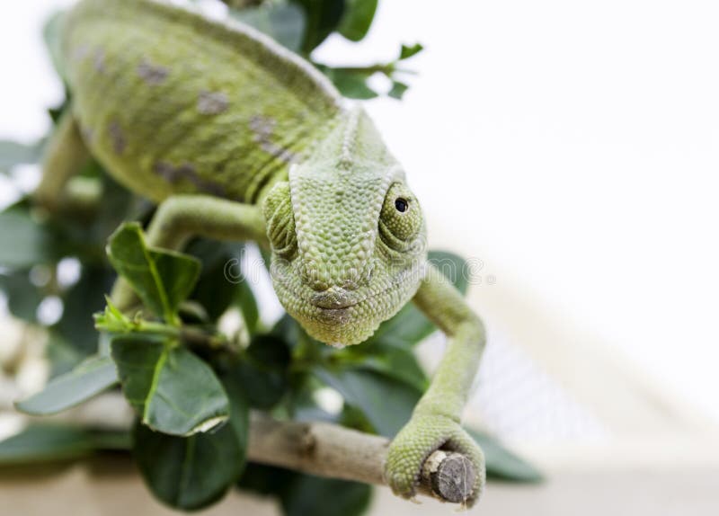 Kameleont fotografering för bildbyråer. Bild av fauna - 31423439