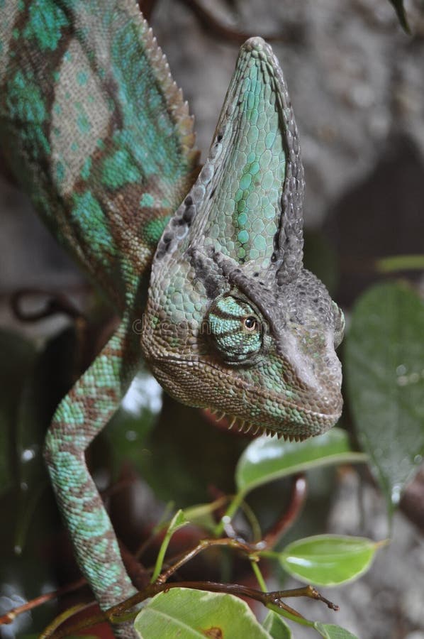 Kameleont arkivfoto. Bild av beslöjat, avel, kameleont - 41844956