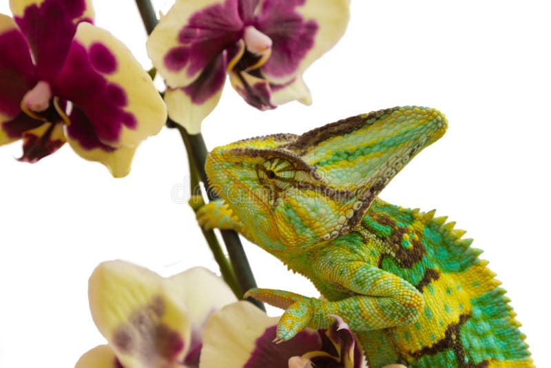 Kameleont fotografering för bildbyråer. Bild av brigham - 43342789