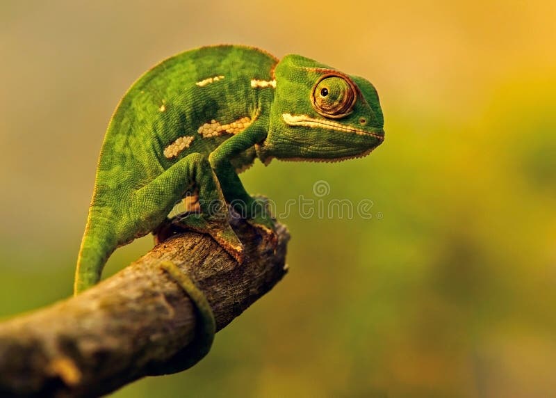 Kameleont arkivfoto. Bild av kameleonter, djurliv, reptil - 46471590