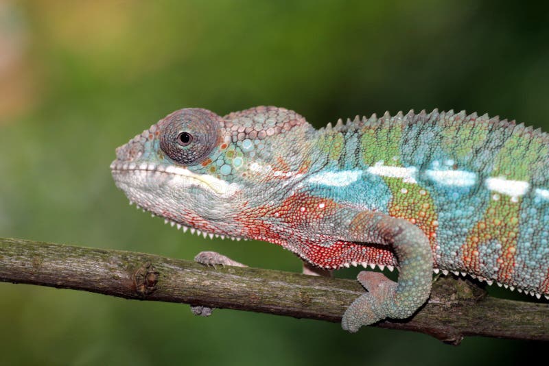 4-Horn Kameleont - Trioceros Quadricornis Arkivfoto - Bild av horn ...