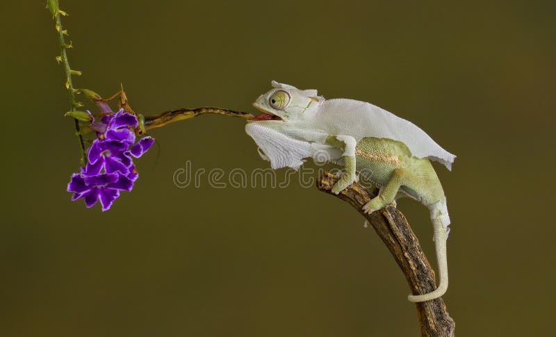 Kameleont arkivfoto. Bild av jemen, växt, litet, husdjur - 58082026