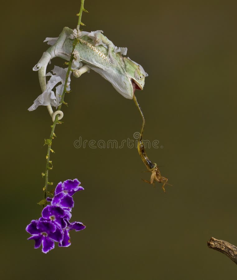 Kameleont arkivfoto. Bild av litet, fult, isolerat, tunga - 59132146